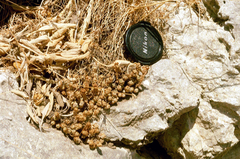 LACONICUM ssp. LACONICUM