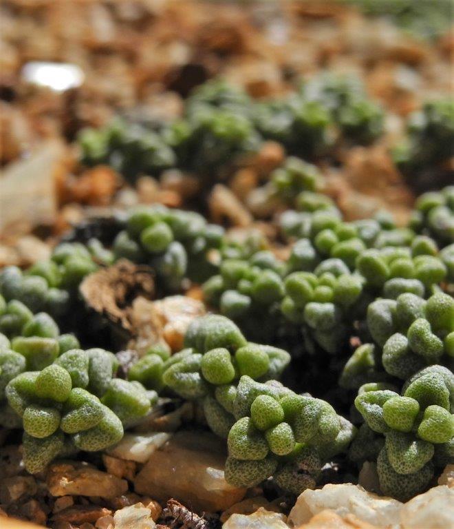 CORALLINA ssp. CORALLINA (engl./ fr.)