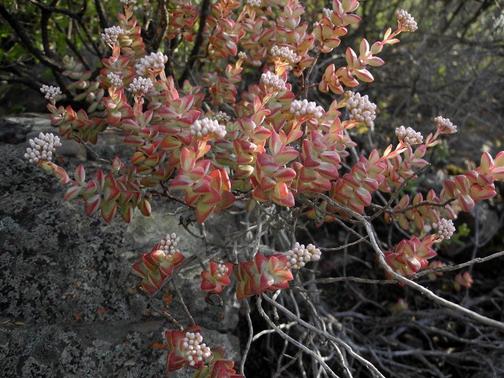 RUPESTRIS ssp. RUPESTRIS