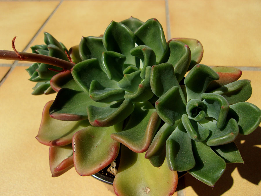 SETOSA var. OTEROI Moran, 1993 (engl./ fr.)